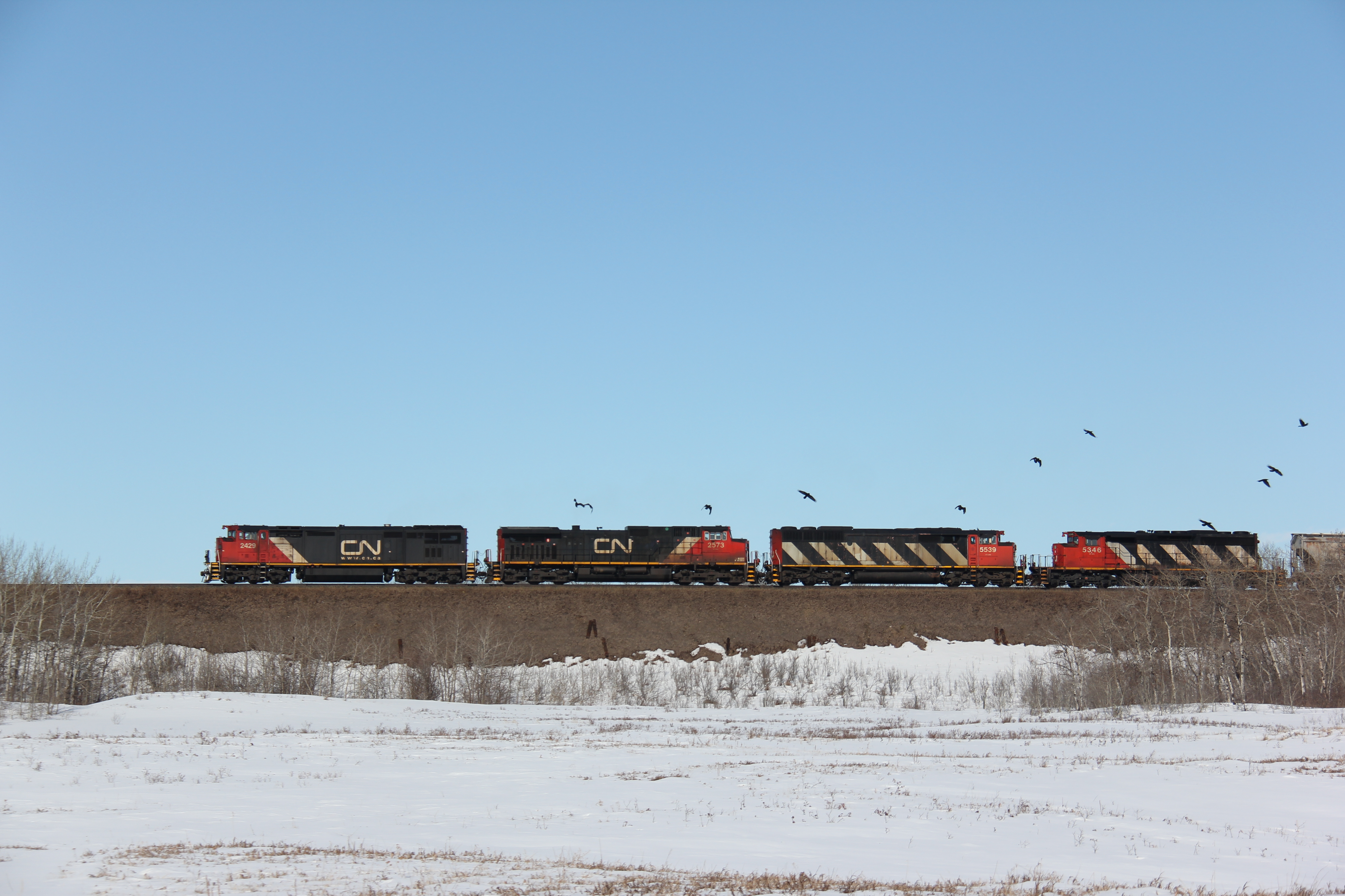Railpictures.ca - Donovan Nickel Photo: Birds fly as CN 2429 leads a westbound between Heath and ...